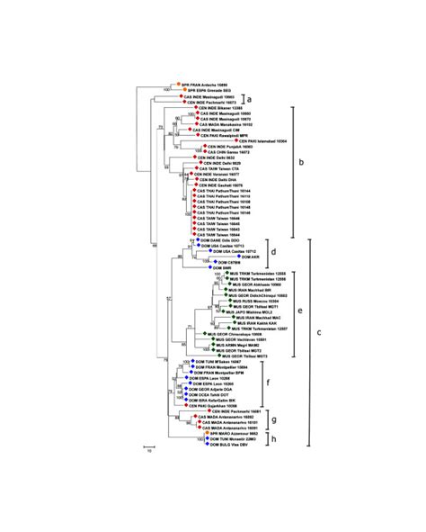 Most Reliable Coalescence Obtained At Locus Mms30 Download Scientific Diagram
