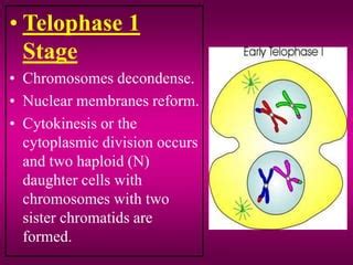 Meiosis 1ppt
