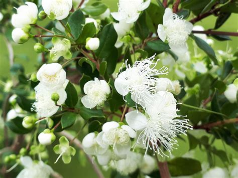 Luma Apiculata Chilean Myrtle Jurassicplants Nurseries