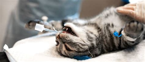 Колко струва кастриране на котка Цени и фактори