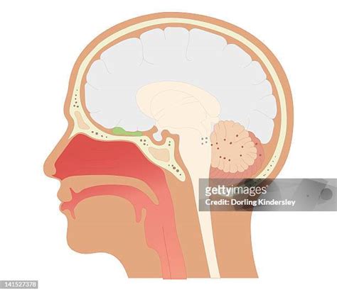 Human Brain Cross Section Photos And Premium High Res Pictures Getty Images