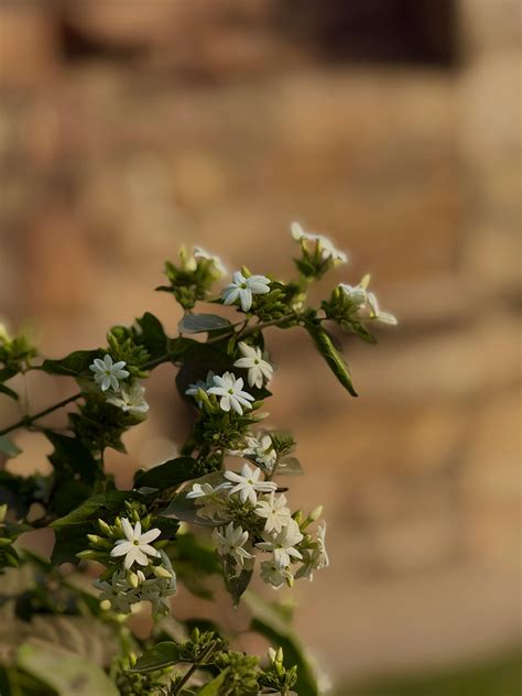 Vtuber Background Photos Download The Best Free Vtuber Background