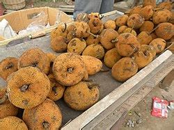 Artocarpus Lanceifolius Wikimedia Commons