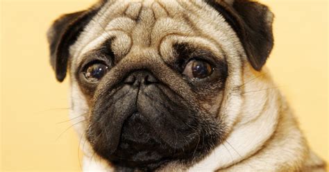 Having A Pet May Lower Heart Disease Risk Time