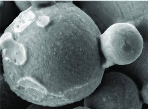 Cohesive Bond Between Nial Particles At Initial Stage Sintering