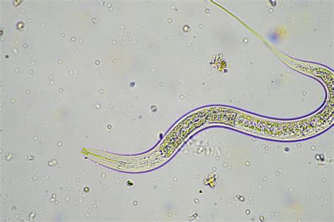 Soil Switcher Nematode Microorganism And Soil Biology With Nematodes