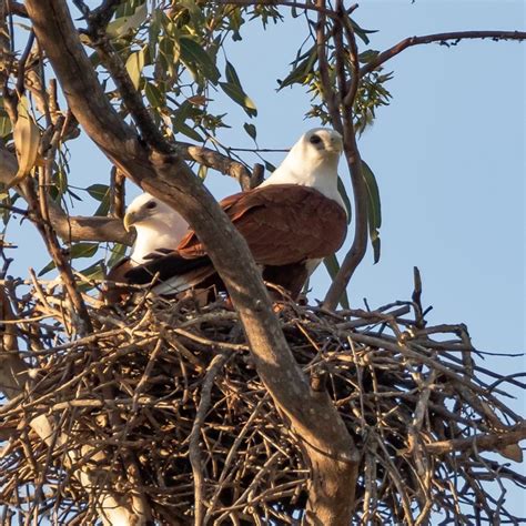 Brahminy Kite Agnes Conservation Community