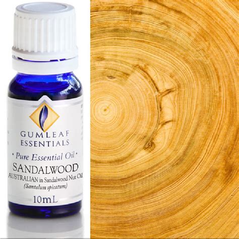 Sandalwood Australian 10 In Sandalwood Nut Essential Oil Trading Tree
