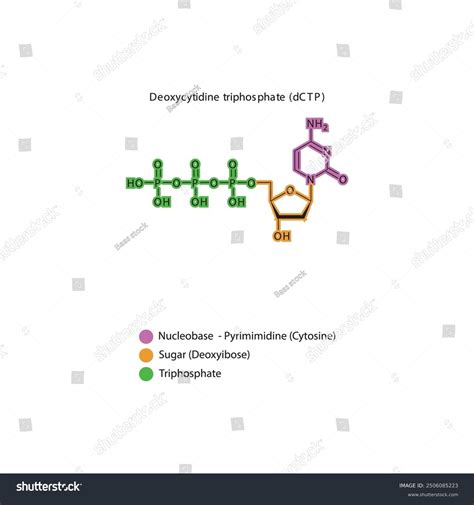 Deoxycytidine Triphosphate Dctp Skeletal Structure Schematic Stock