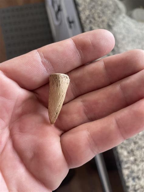 Fossil Bone Tooth Or Tusk Rfossilhunting