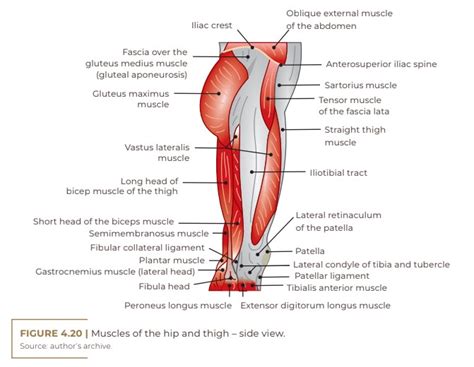Anatomy Of The Glute Region Applied In Practice Dr Roberto Chacur