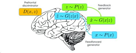 Schematic Of The Adversarially Learned Inference Architecture Mapped Download Scientific