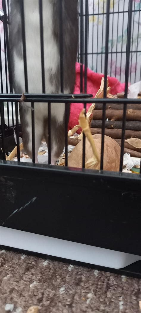 Help Sexing Rat Please I Know The Photos Are Super Awkward But Hes