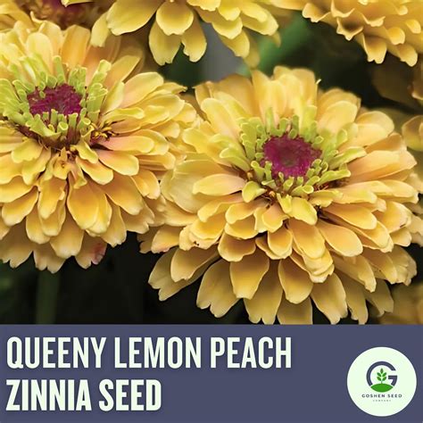Queeny Lemon Peach Zinnia Seeds Zinnia Elegans Queeny Series Etsy