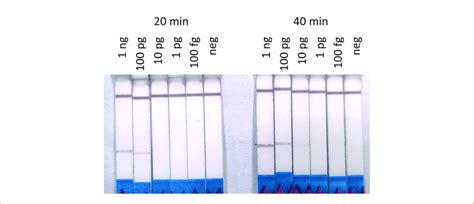 Recombinase Polymorphism Amplification Lateral Flow Rpa Lf Assay On