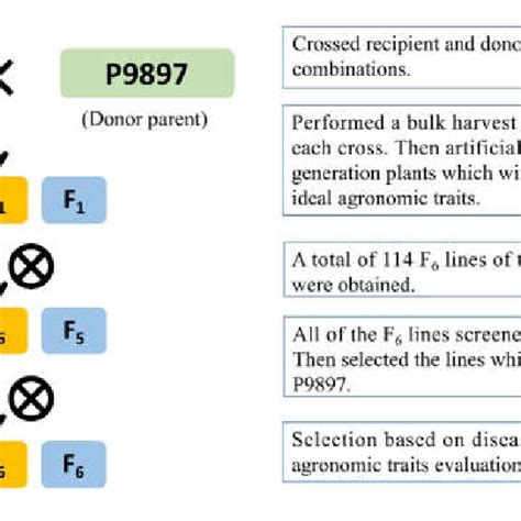 The Scheme Of Development Validation And Selection Of The Wheat Lines Download Scientific