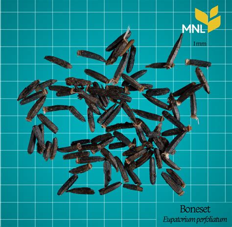 Boneset Eupatorium Perfoliatum Six Pack Plugs Native Wetland Perennial