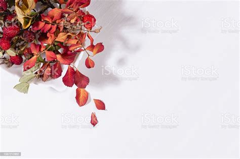 붉은 말린 열매와 잎이 부드러운 흰색 나무 판 상단 보기 국경에 그림자와 햇빛에 잎 그릇에 엉덩이 장미 와 가을 우아한 배경 가벼운에 대한 스톡 사진 및 기타 이미지