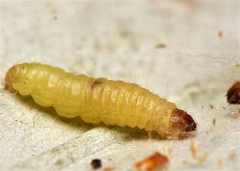 12 Ugly Insects To Avoid Creepy Facts Photos Parasites Bugs Storyteller Travel 12 Ugly Insects To Avoid Creepy Facts Photos Parasites Bugs Storyteller Travel