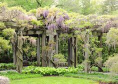 38 Wisteria Ideas Wisteria Plants Dream Garden
