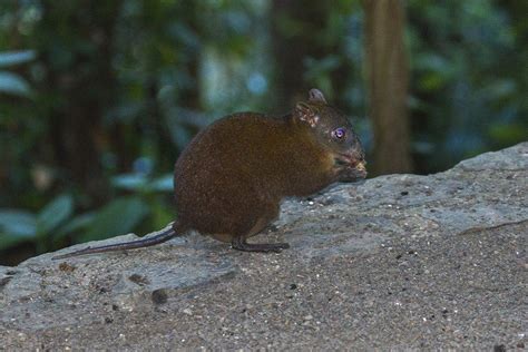 Why Quokkas Toss Their Babies To Distract Predators Animals Around