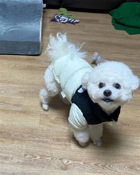 더 이상 못 참아 데려온 개 당장 내보내라던 아버지의 근황비염도 적응함