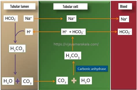 Acid Base Balance Dr Vijaya Marakala Md