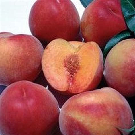 Evas Pride Peach Star Nursery Garden And Rock Centers