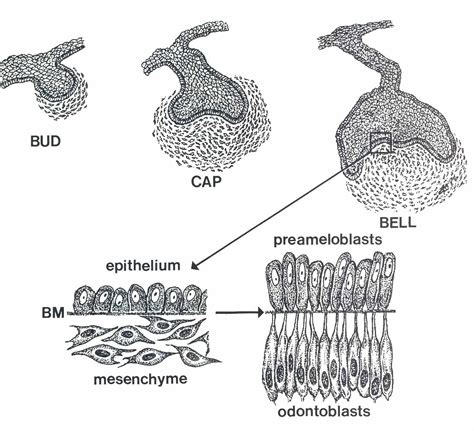 Figure 1 From Cell Matrix Interactions In Tooth Development Semantic