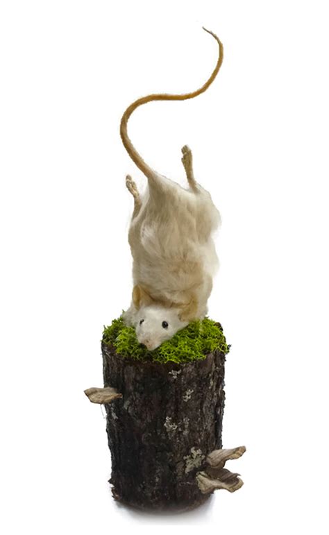 Tricky Mouse By Kristenjarvisart On Deviantart