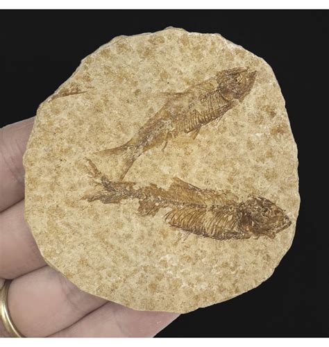 Fossils Eocene Period Fossil Fish From Wyoming Usa Knightia