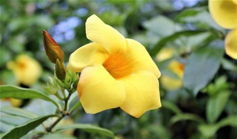 Allamanda Qué Es Características Cultivo Usos Información Arbusto