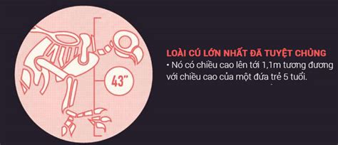 Loạt Sự Thật Thú Vị Về Chim Cú Loài động Vật Ma Mị Nhất Hành Tinh