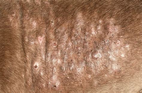 Douxo® Bacterial Skin Infections In Dogs And Managing Pyoderma