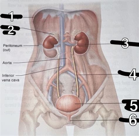 Urinary System Lab Flashcards Quizlet