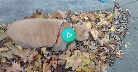 Cat Digging In Leaves Album On Imgur