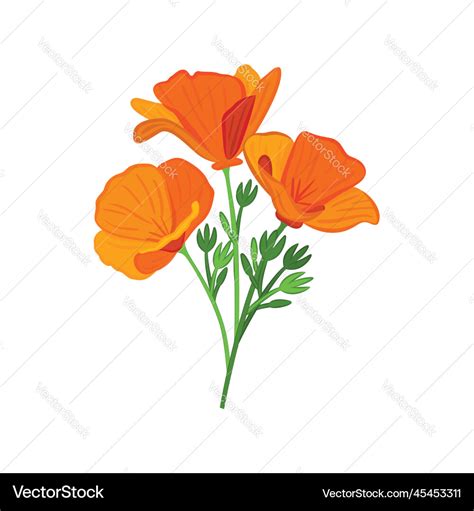 California Poppy Clip Art Free Vectors California Poppy Material