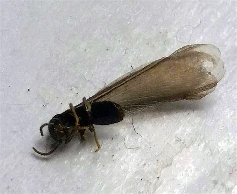 Reproductive Caste Termite Pest Control Canada