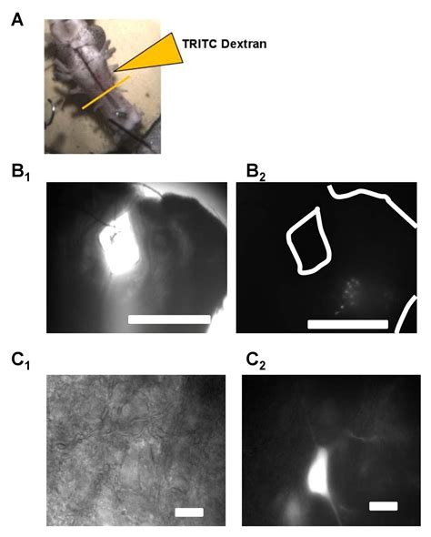 Figures And Data In Synaptic Up Scaling Preserves Motor Circuit Output