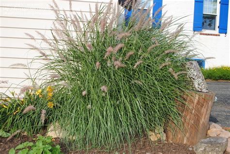 Plantfiles Pictures Pennisetum Fountain Grass Hardy Oriental