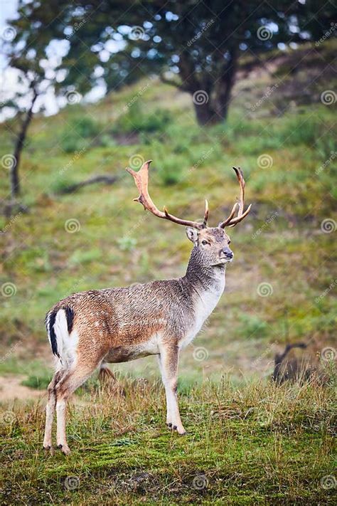 Male Fallow Deer With Large Antlers Stock Image Image Of Autumn Male