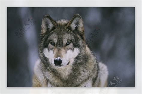 灰狼图片素材 编号13727110 图行天下