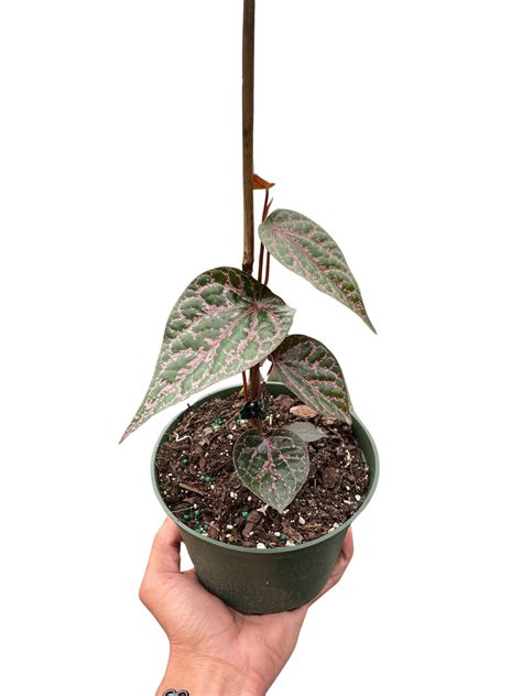 Piper Crocatum Verta