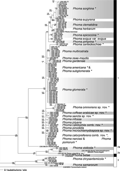 Fifty Percent Majority Rule Consensus Tree From A Bi Analysis Of Its Download Scientific