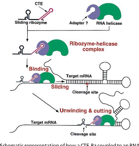 Figure 1 From Rnaprotein Hybrid Ribozymes That Efficiently Cleave Any