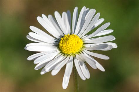 Tratinčica Bellis Perennis Plantea
