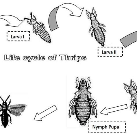 Lifecycle Of Mango Mealybug Download Scientific Diagram