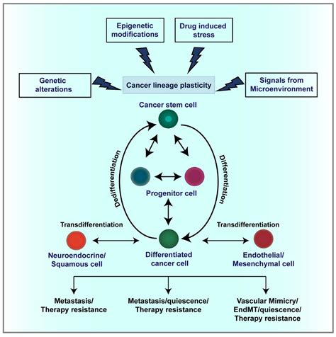 Cancers Free Full Text Lineage Plasticity In Cancer The Tale Of A