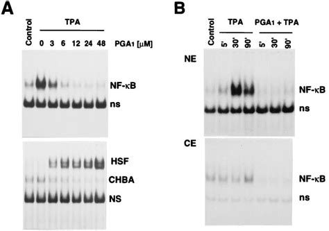 Dose Dependent Effect Of Pga1 On Dna Binding Activity Of Nf B And Hsf