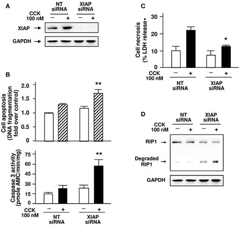 Inhibition Of Xiap Expression Stimulates Apoptosis And Caspase Download Scientific Diagram